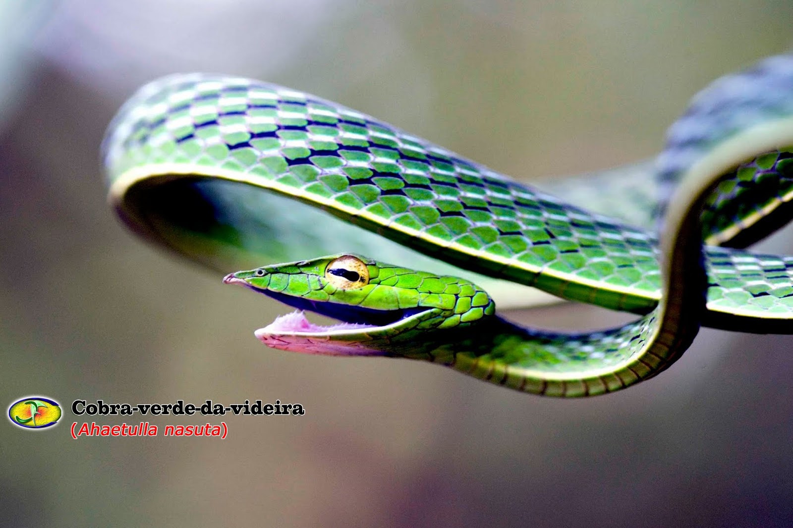Zoologia: Cobra-verde-da-videira (Ahaetulla nasuta)